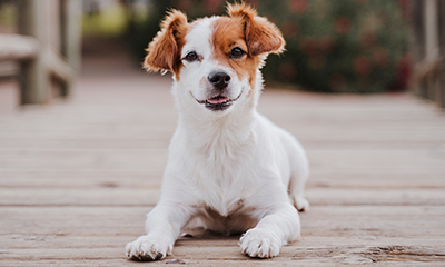 Silk-n-Pearls Sulfate-Free Body Wash CL-B0118